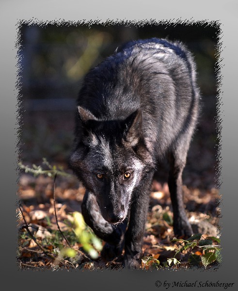 Wolfspark Werner Freund - Anlage A - Die kanadischen Wölfe