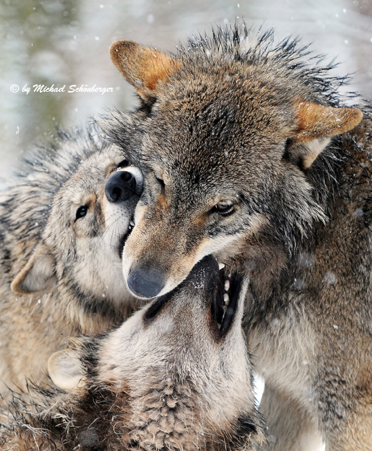 Wolfspark Werner Freund - Anlage C - Die schwedischen Wölfe